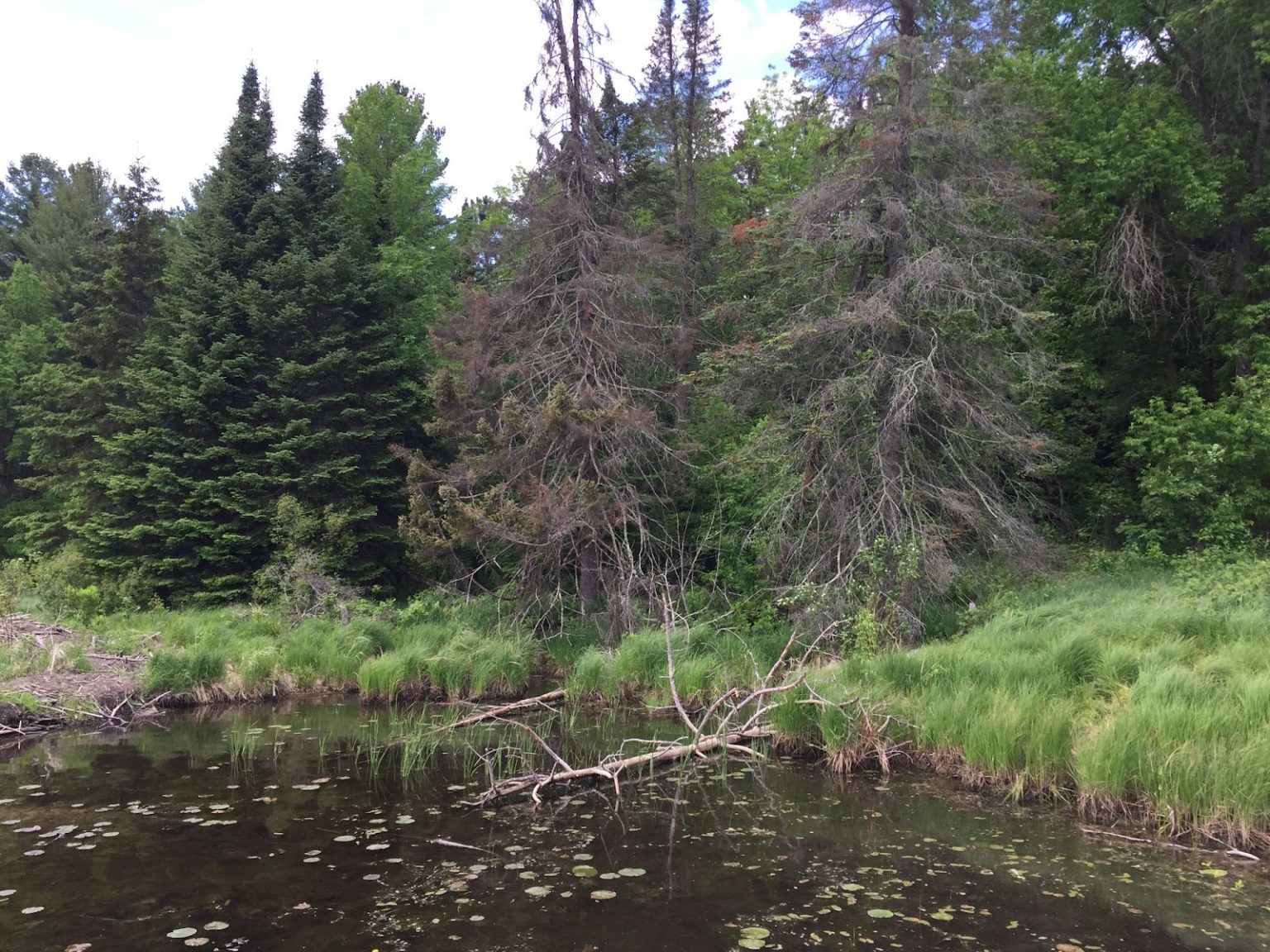 First MLR Lake Steward award given to Lloyd Thyen on Lawrence Lake ...
