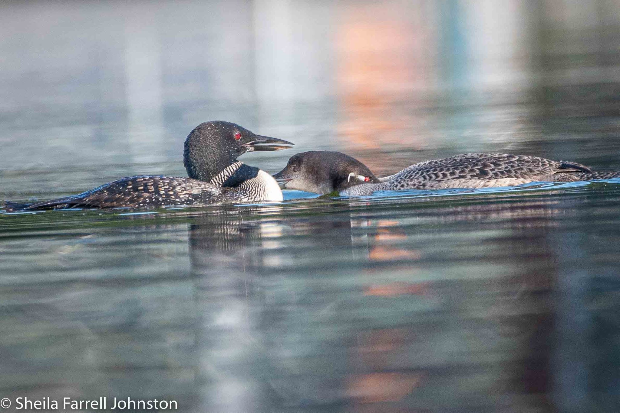 Minnesota Loon Rescue Network – Minnesota Lakes & Rivers Advocates