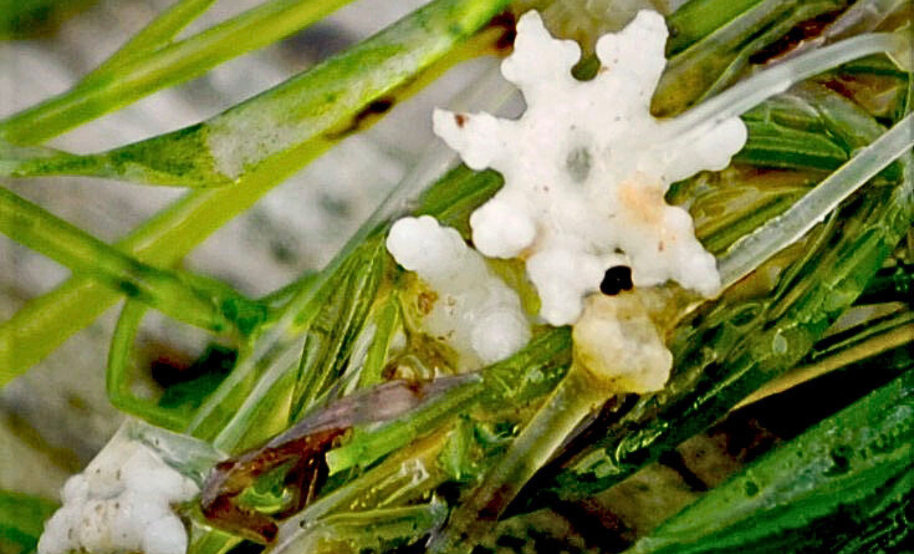 Stop Starry – Minnesota Lakes & Rivers Advocates